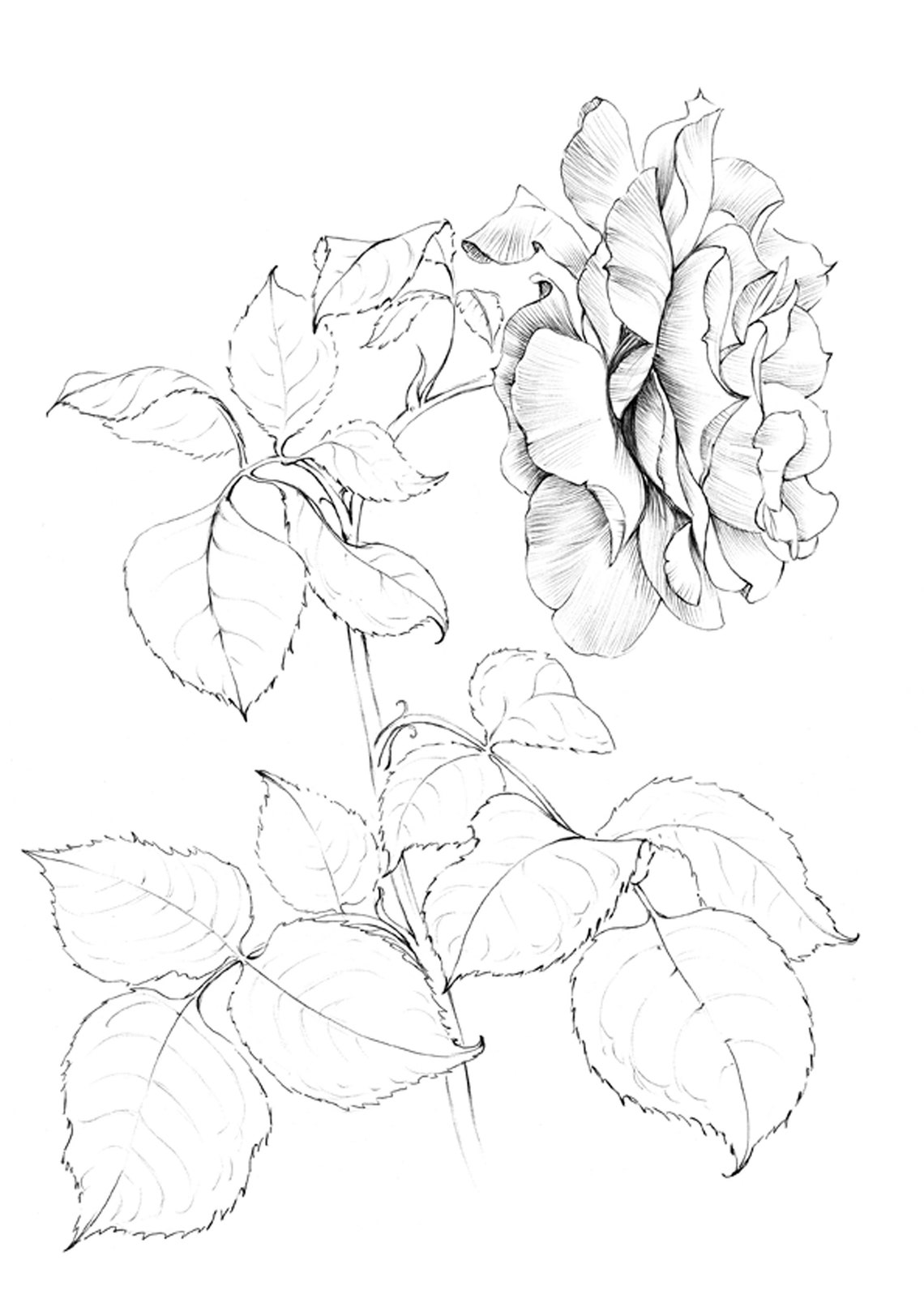 Set of 4 Roses Prints, June Birth Flower, Coloring Page, Botanical Art ...