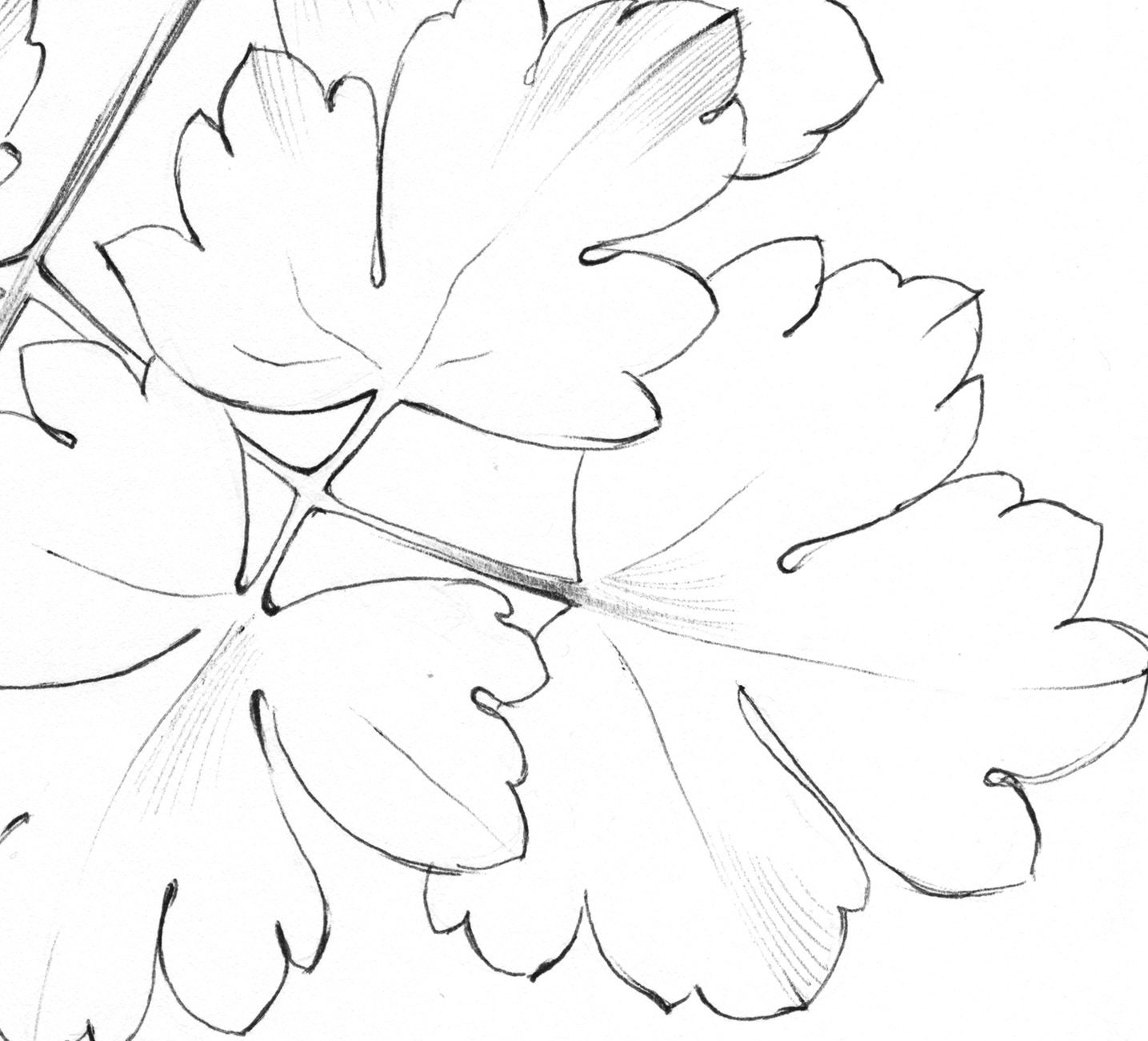 Red Columbine. Wildflower Sketch Line Drawing Oregon Plant - Etsy