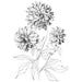 Chrysanthemum, Sketch, November Birth Flower, Golden-daisy, Clipart ...