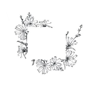 Chicory Sketch, Blue Sailors, Printable Coloring Page, Wild Flower ...