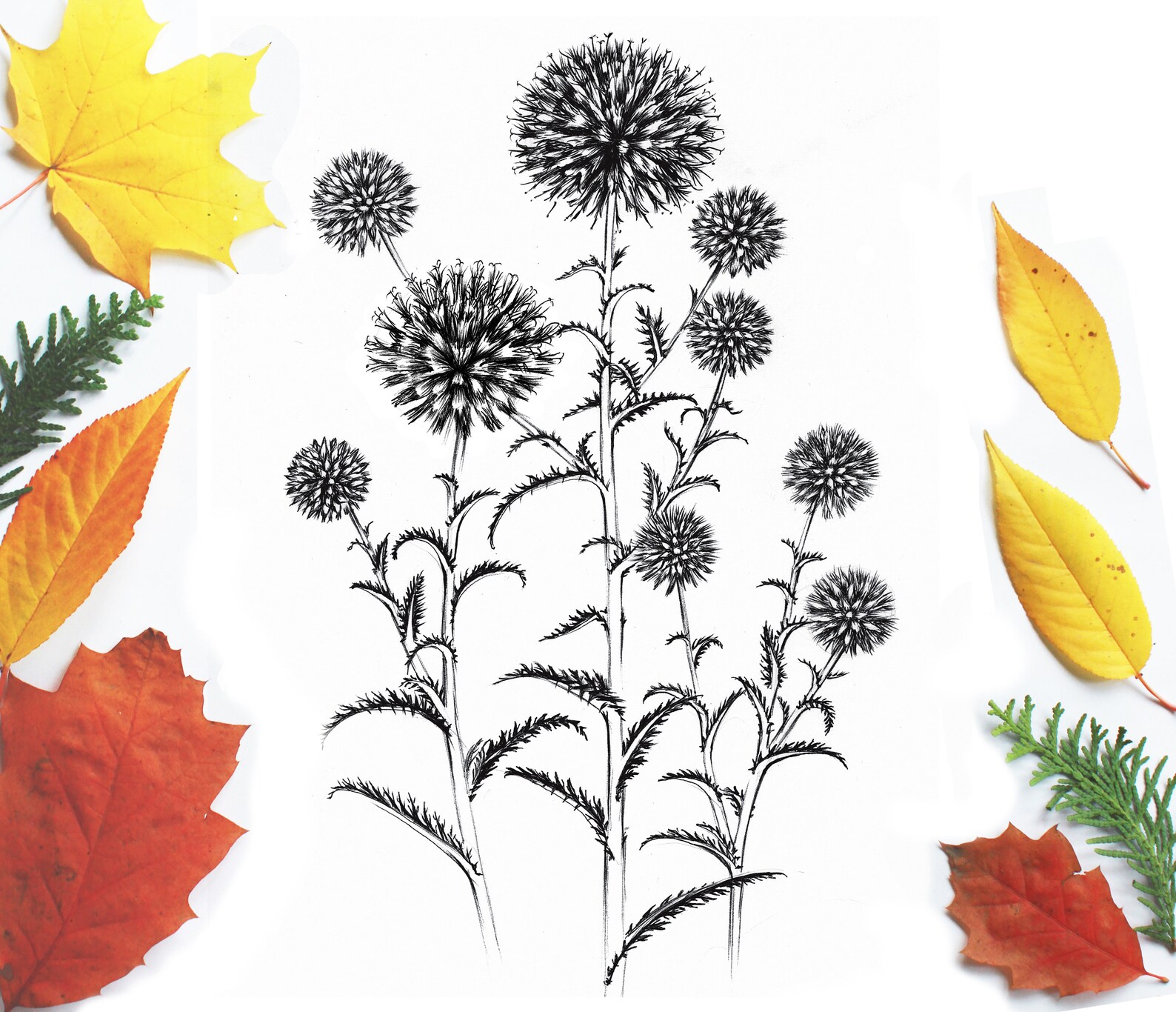 Echinops Botanical Sketch Clipart Art Prints Line Drawing | Etsy