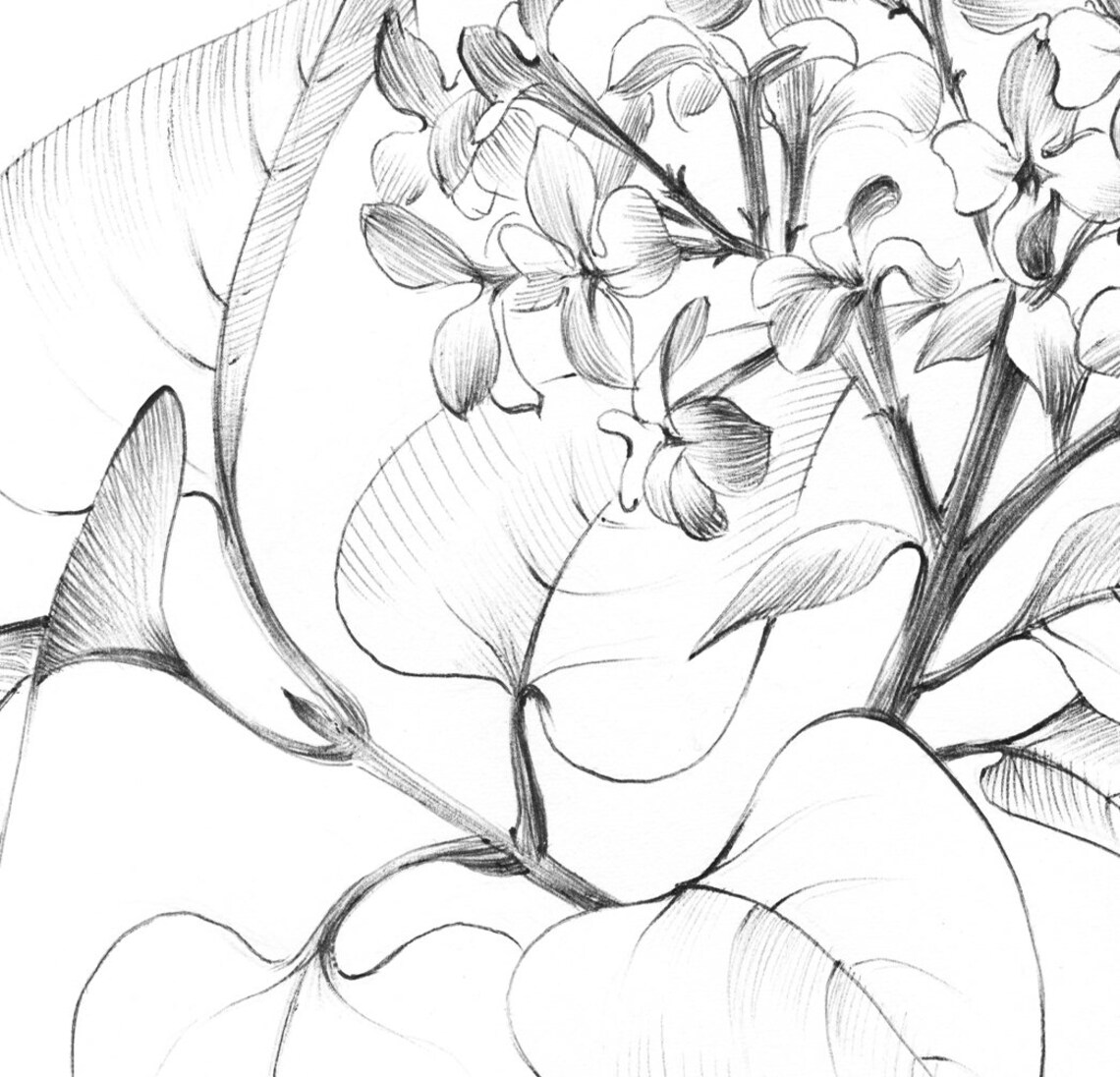 Lilac Flower Sketch, Botanical Line Art Print, Digital File, JPEG ...