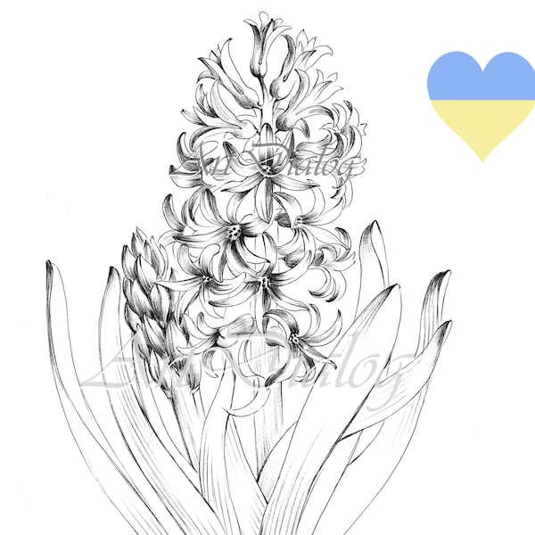 Hyacinth Line Drawing - Etsy