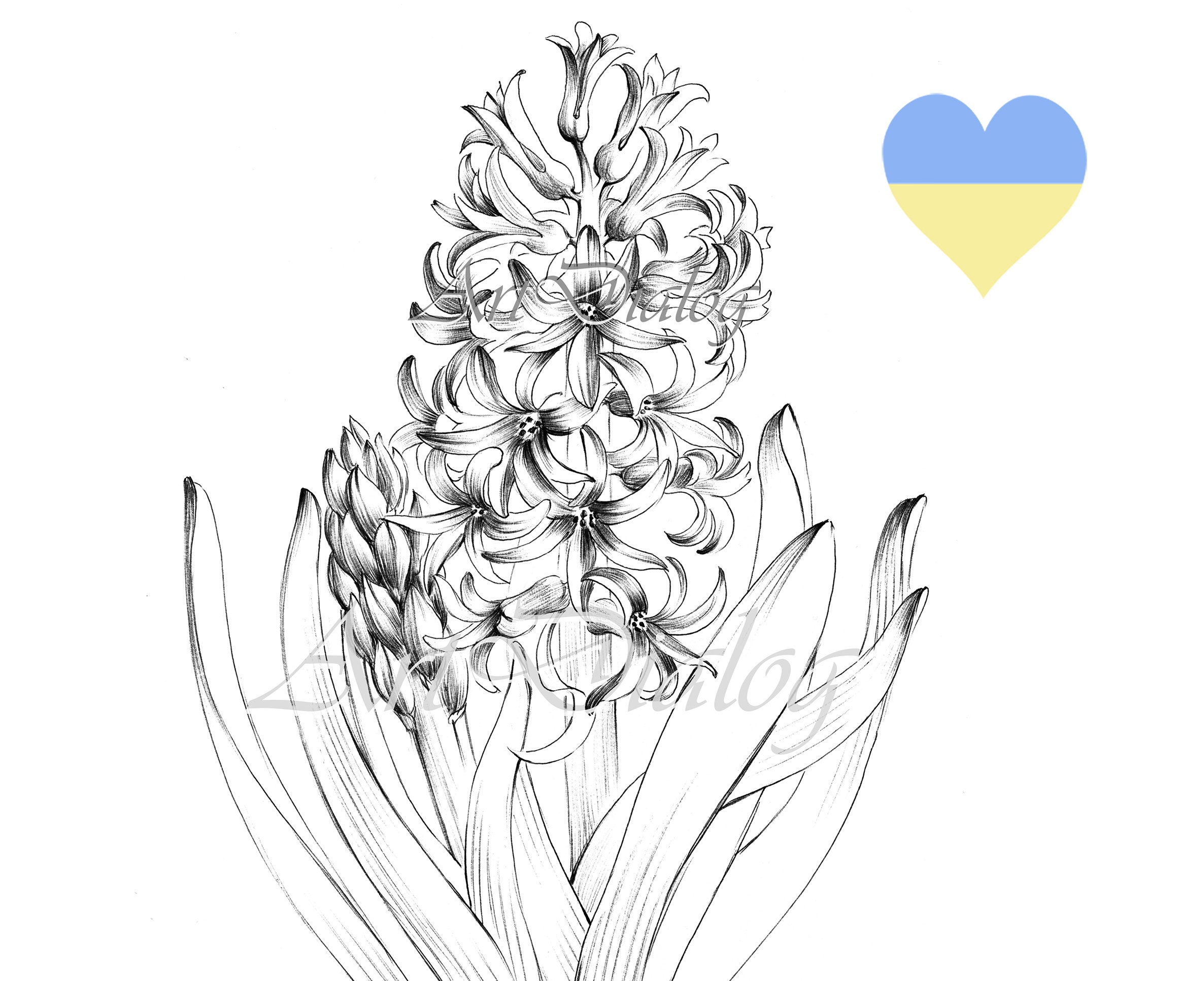Hyacinth Flower Drawing