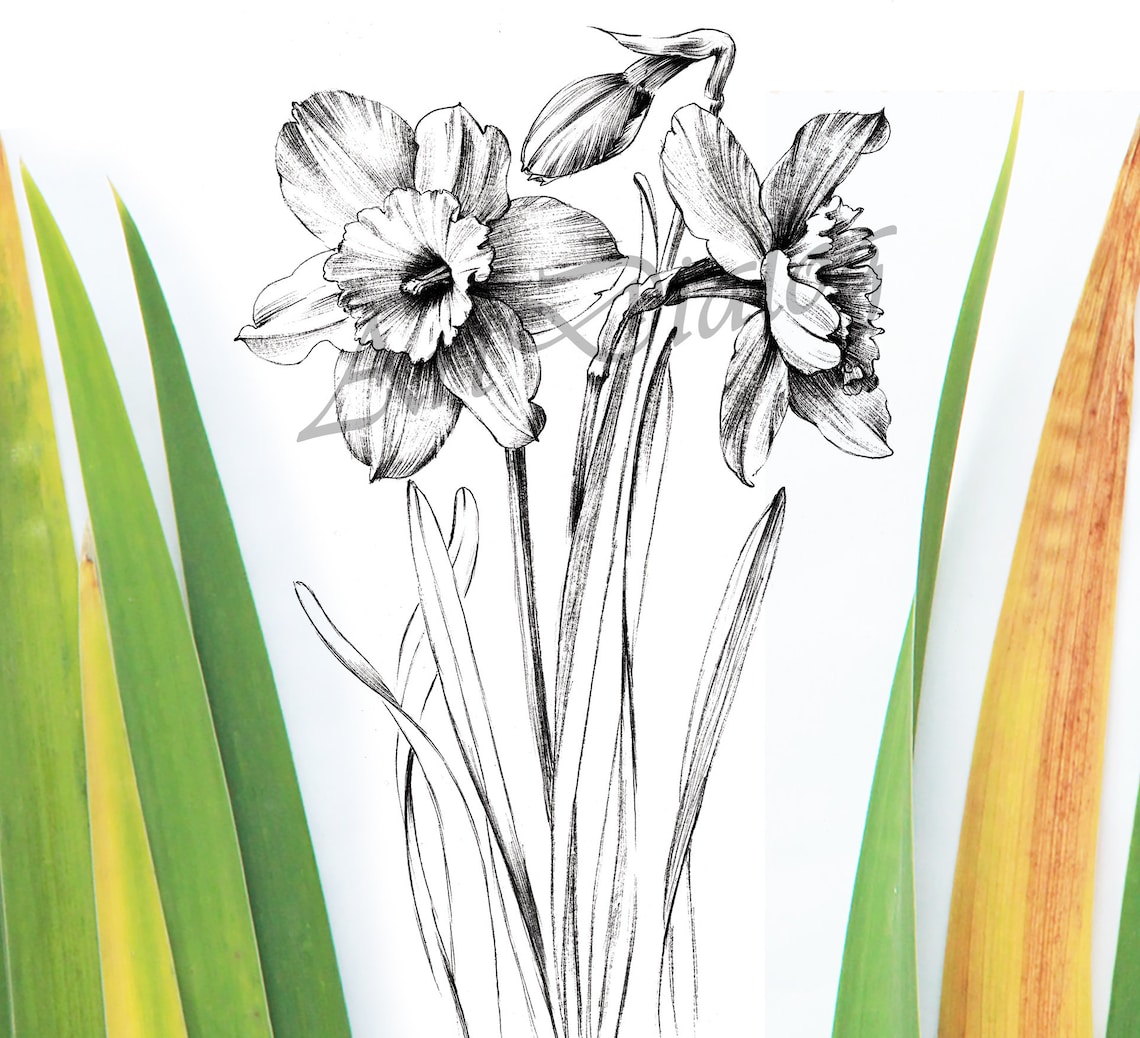 Narcissus Sketch Daffodil Line Drawing December Birth - Etsy Ireland