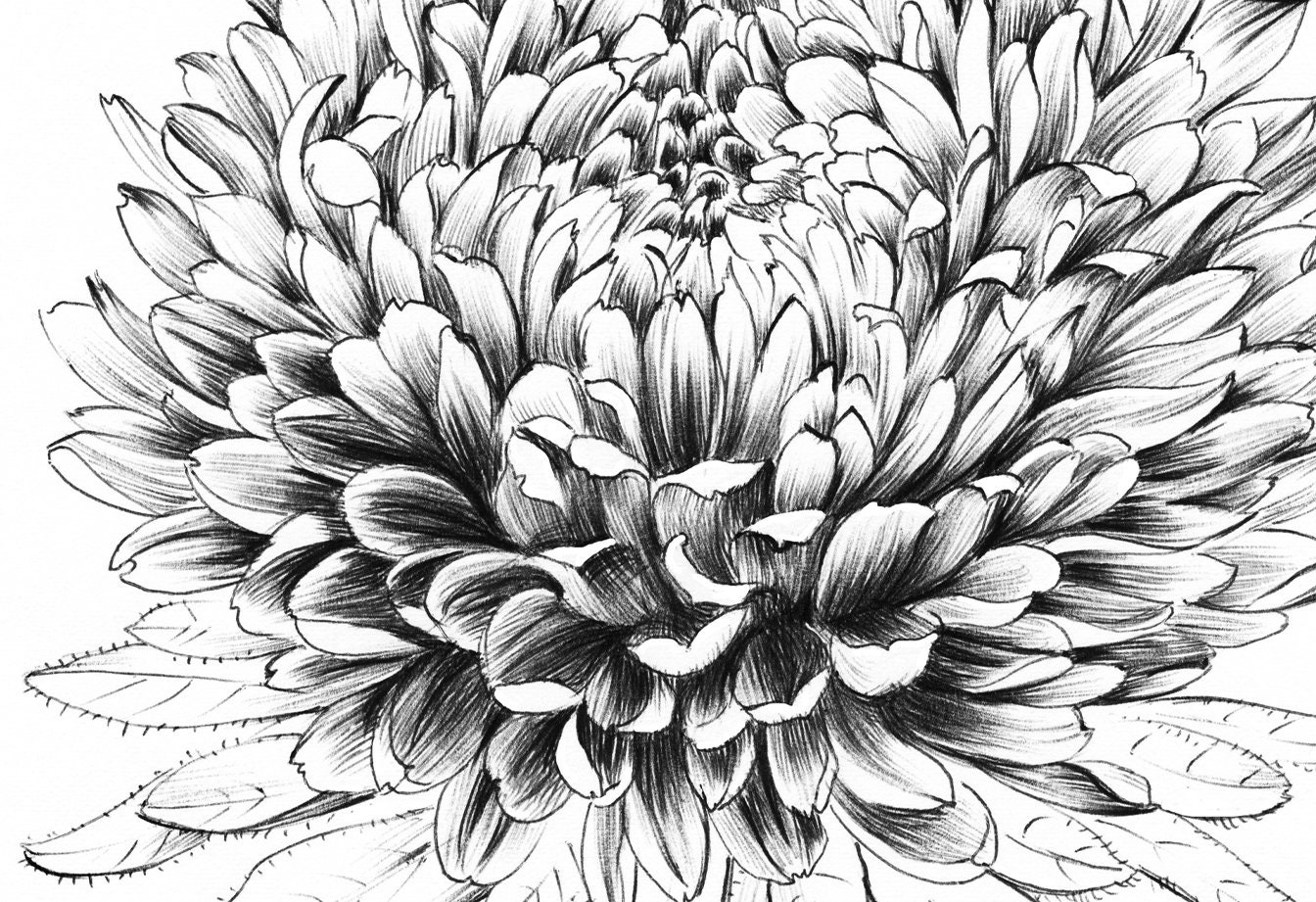 Aster Flower Sketch September Birth Flower Botany Print - Etsy