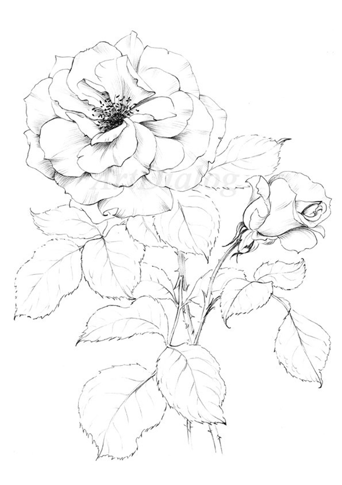 Set of 4 Roses Prints, June Birth Flower, Coloring Page, Botanical Art ...