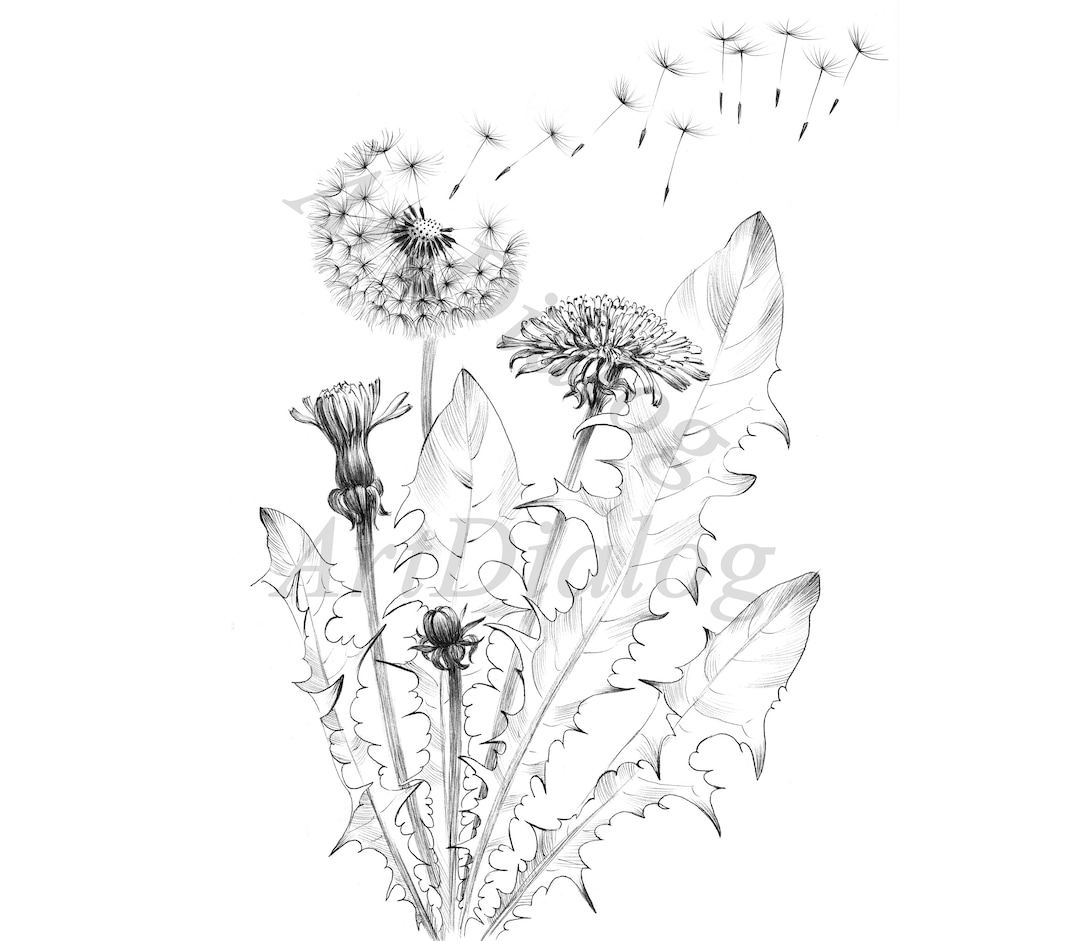 Dandelion Sketch, Botanical Print, 8 X 11, Digital File, JPEG, Hygge ...