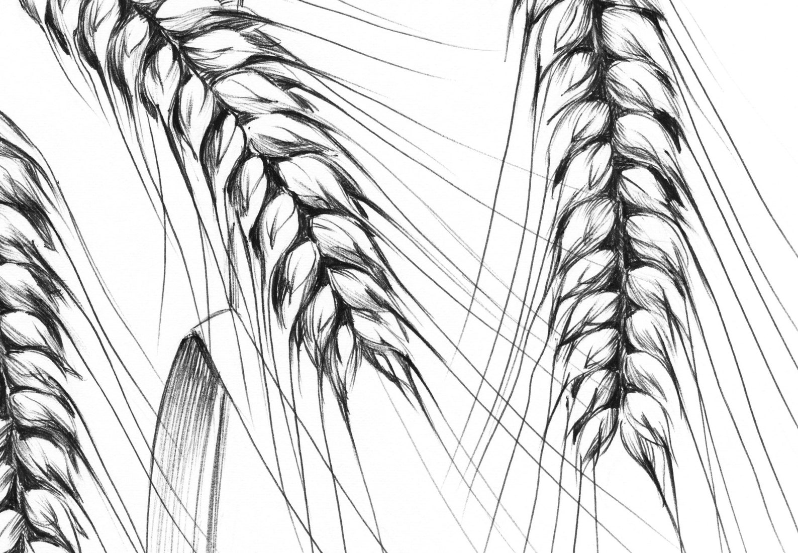 Rye Print, Spikelet Sketch, Botanical Art Print, Hygge, Digital Stamp ...