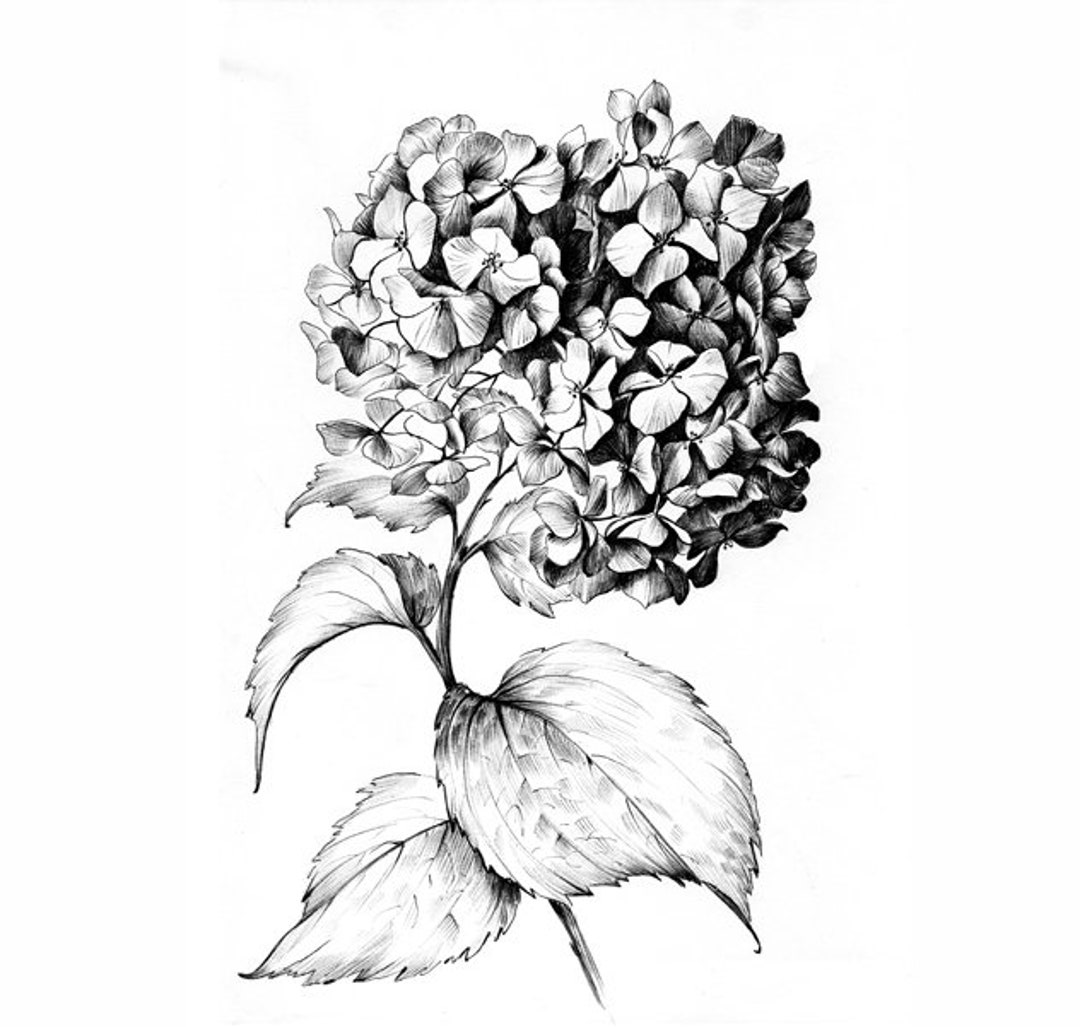 Hydrangea Sketch, Large Print, JPEG, Clipart, Flower Line Drawing ...