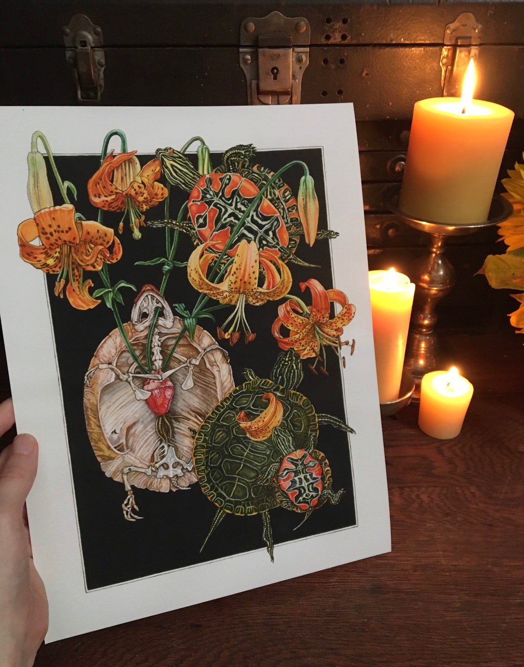 Persistence- Turtle Anatomy Giclee Print: Botanical Gothic Art (9x12 ...