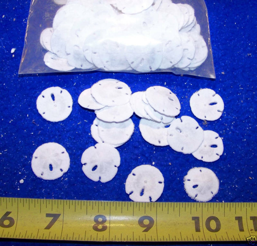 Real Natural Florida Sand Dollar Mini 25 Pcs Beach Wedding Favor ...
