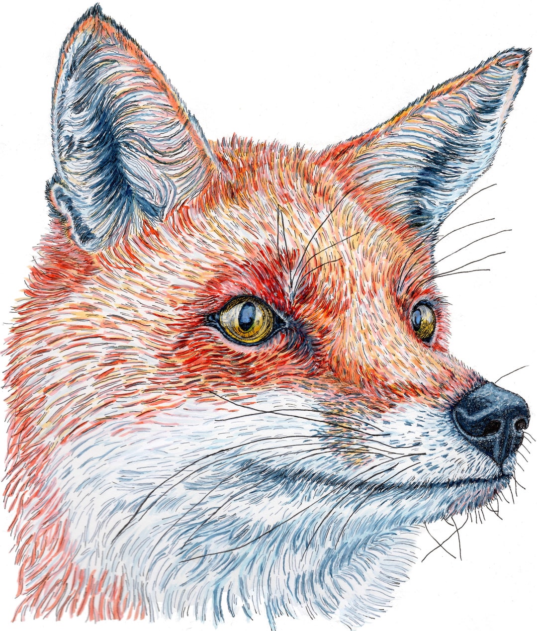 Fox Portrait Mounted Print of an Original Pen and Ink Illustration - Etsy