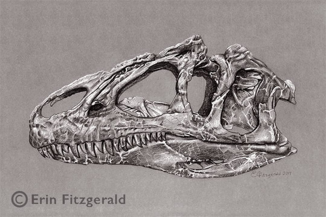 Allosaurus Fragilis Skull