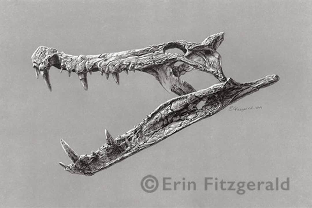 Kaprosuchus Skull Large Print - Etsy Kaprosuchus Skull Large Print - Etsy