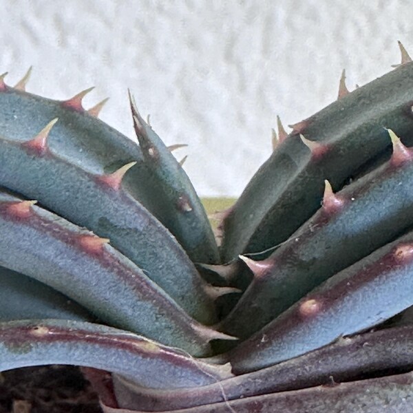 Rare Aloe - Etsy