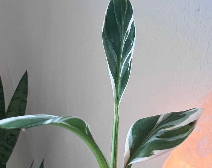 Musa Florida Banana Tree Variegated RARE Variegated Leaves RARE Indoor ...