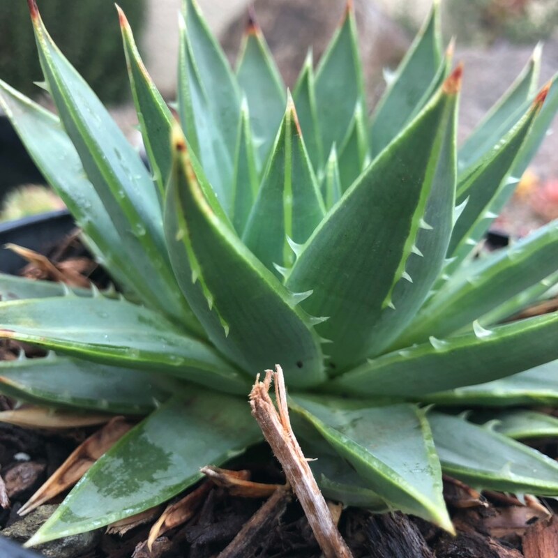 Spiral Aloe - Etsy