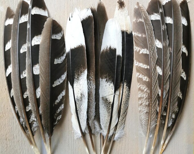 Red Legged Seriema Set of 13 Feathers. Weird Feathers. Ethically ...