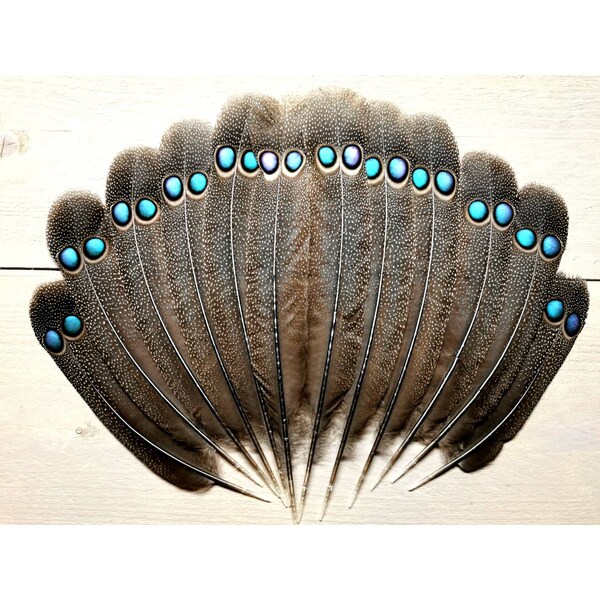 Pheasant and Turkey Feathers - Etsy