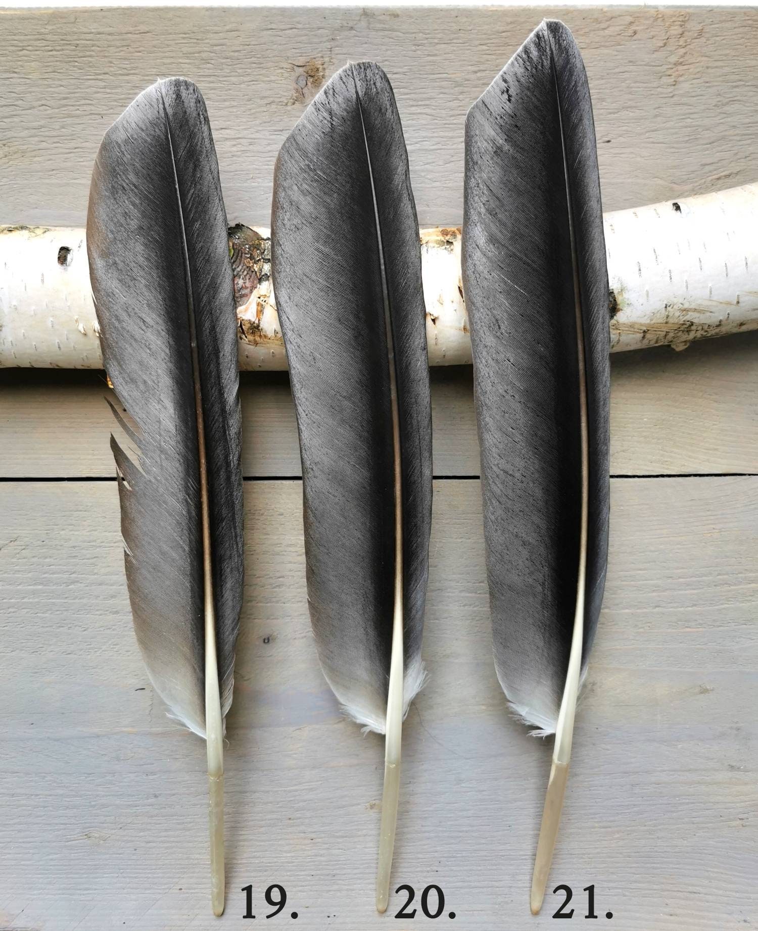 Pelican Feathers