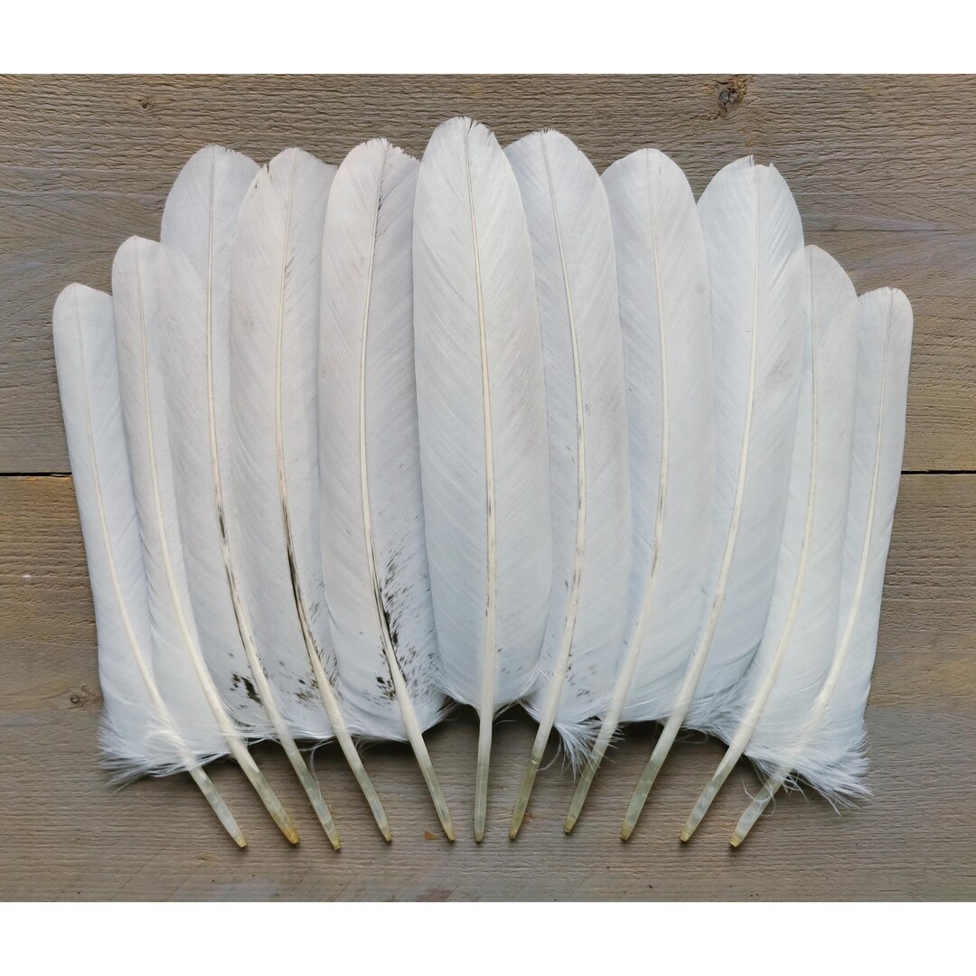 Rare Tail Feathers. Ethically Sourced From Molt. Thoroughly Cleaned and ...