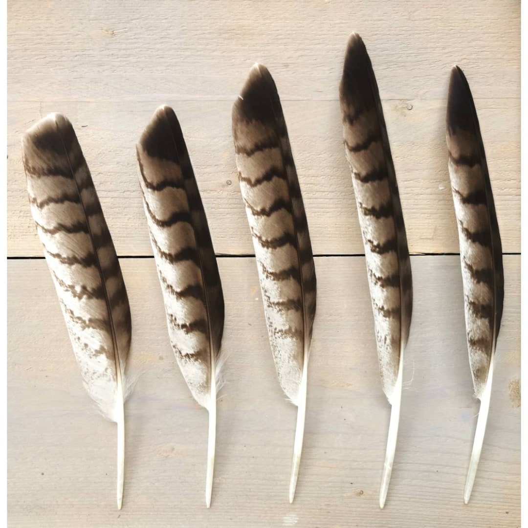 Red Tailed Hawk Feathers, Native Traditional Feathers. Ethically ...
