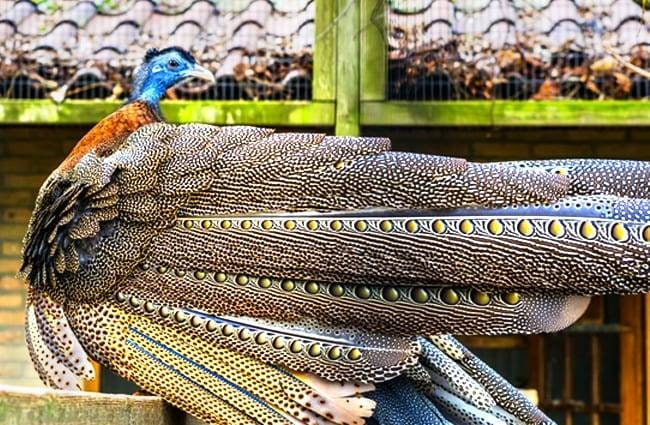 Argus Pheasant Display