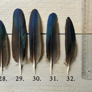 Rare Nicobar Pigeon Feathers. Ethically Sourced From Molt. Cleaned and ...
