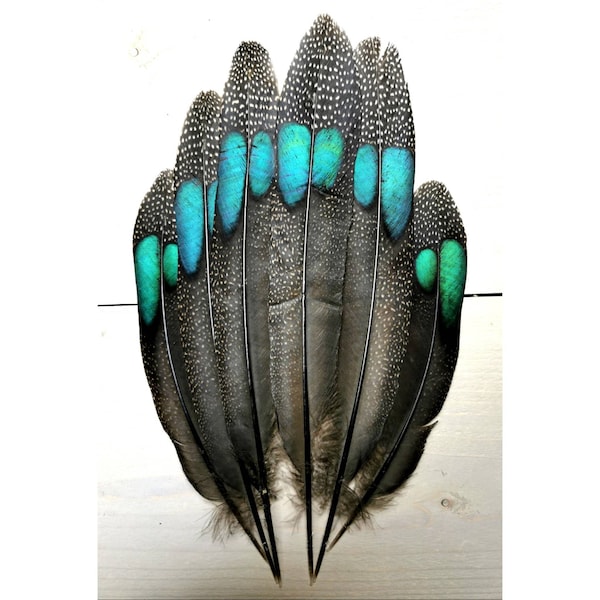 Rare Bird Feathers - Etsy