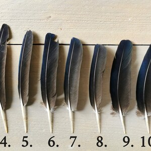 Rare Nicobar Pigeon Feathers. Ethically Sourced From Molt. Cleaned and ...