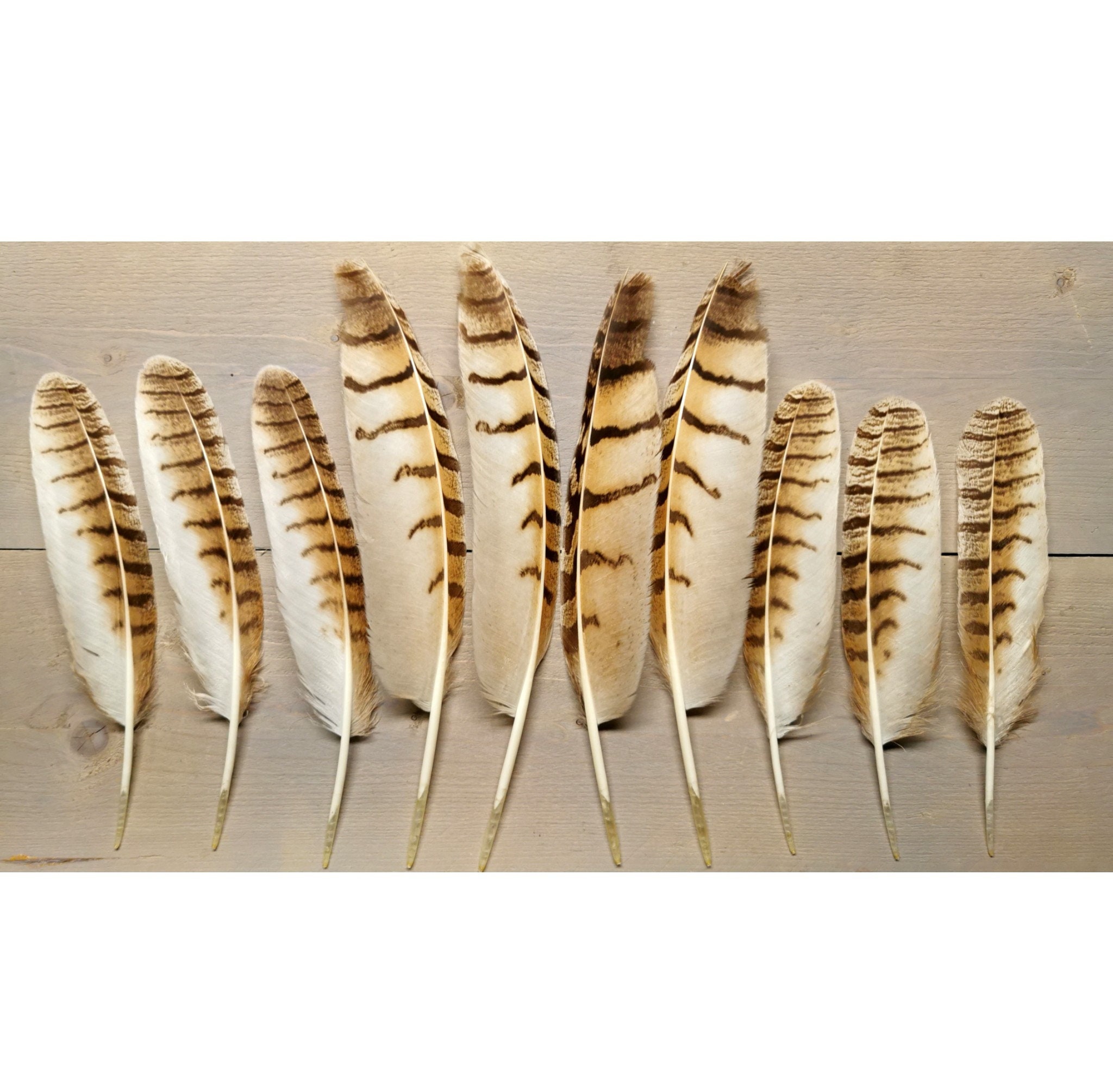 Indian Eagle Feathers