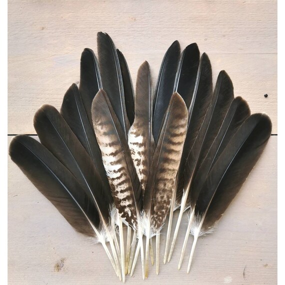 Hawk Tail Feathers