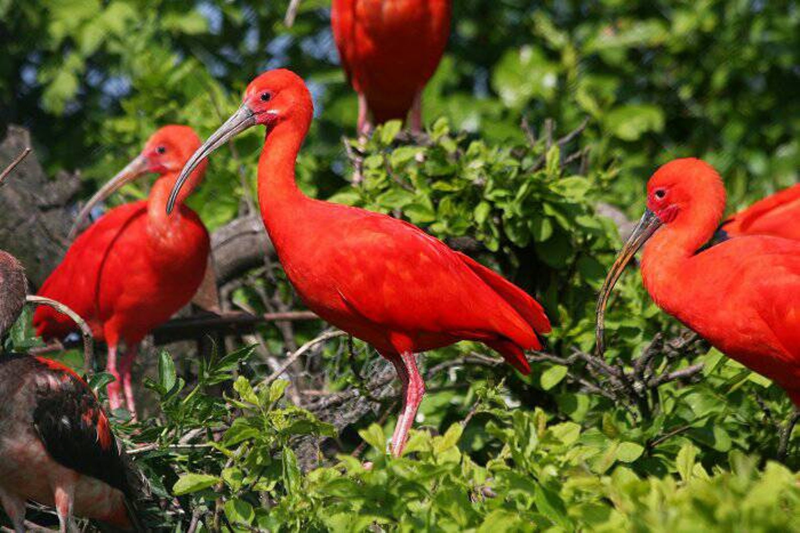 Scarlet Ibis Rode Vogel Veren. Natuurlijke Kleur. Ethisch Van | Etsy