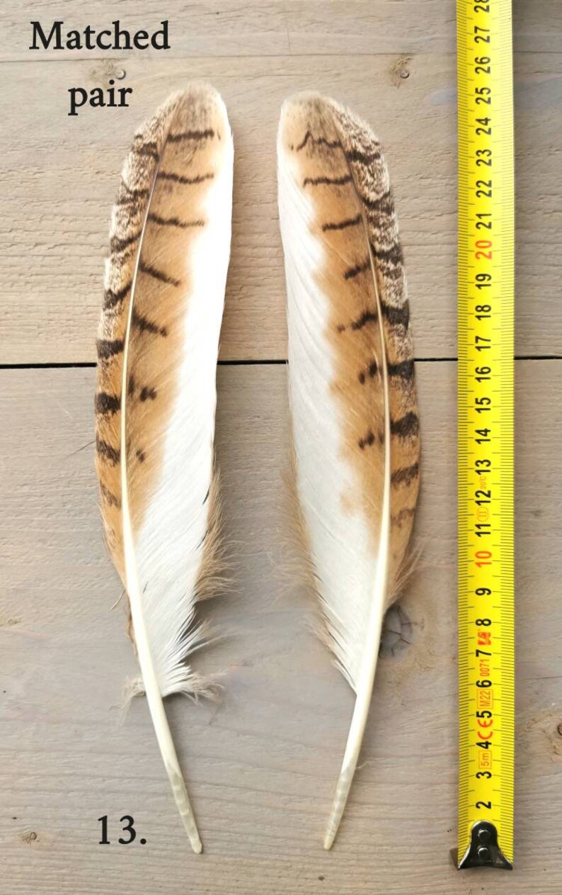 Rare Siberian Eagle Owl Feathers. Ethically Sourced From Molt. - Etsy