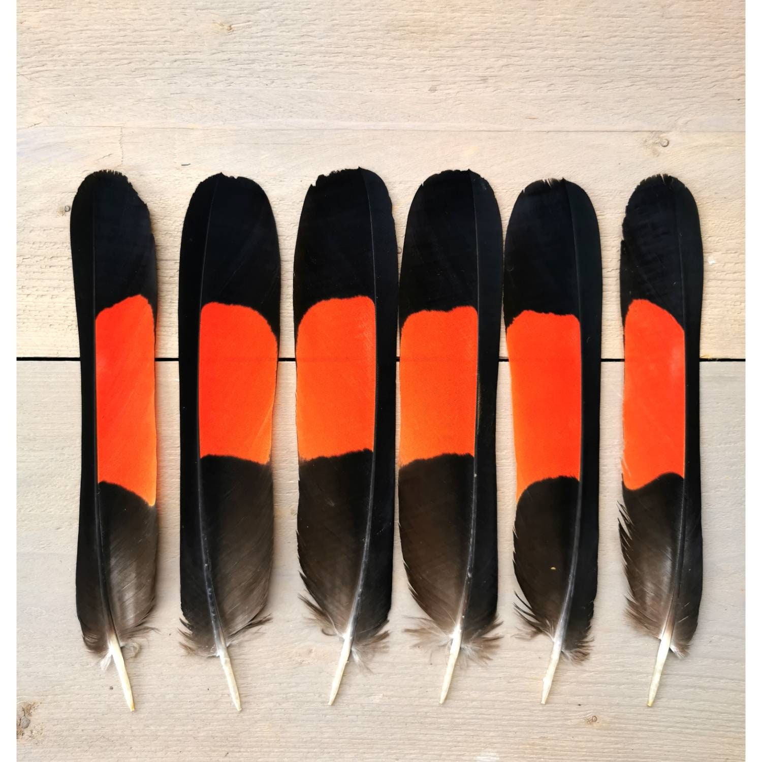 Red Tailed Black Cockatoo Feather