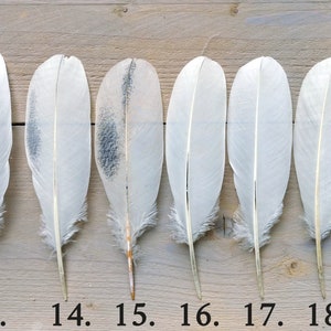 Rare Australian White Ibis Feathers. Ethically Moulted, Thoroughly ...
