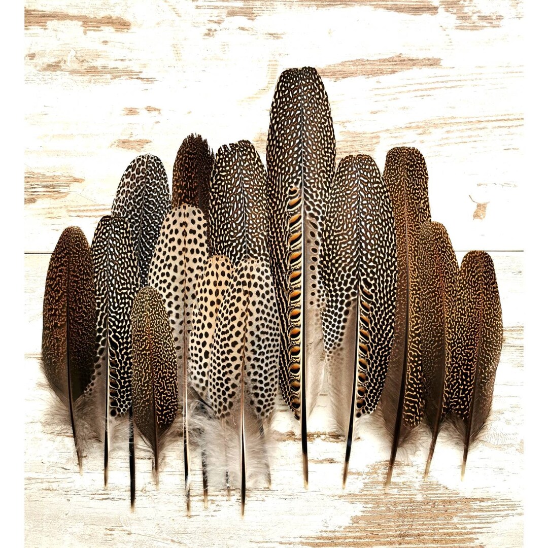 Argus Pheasant Body Feathers. Sourced From Molt Cleaned and Restored ...