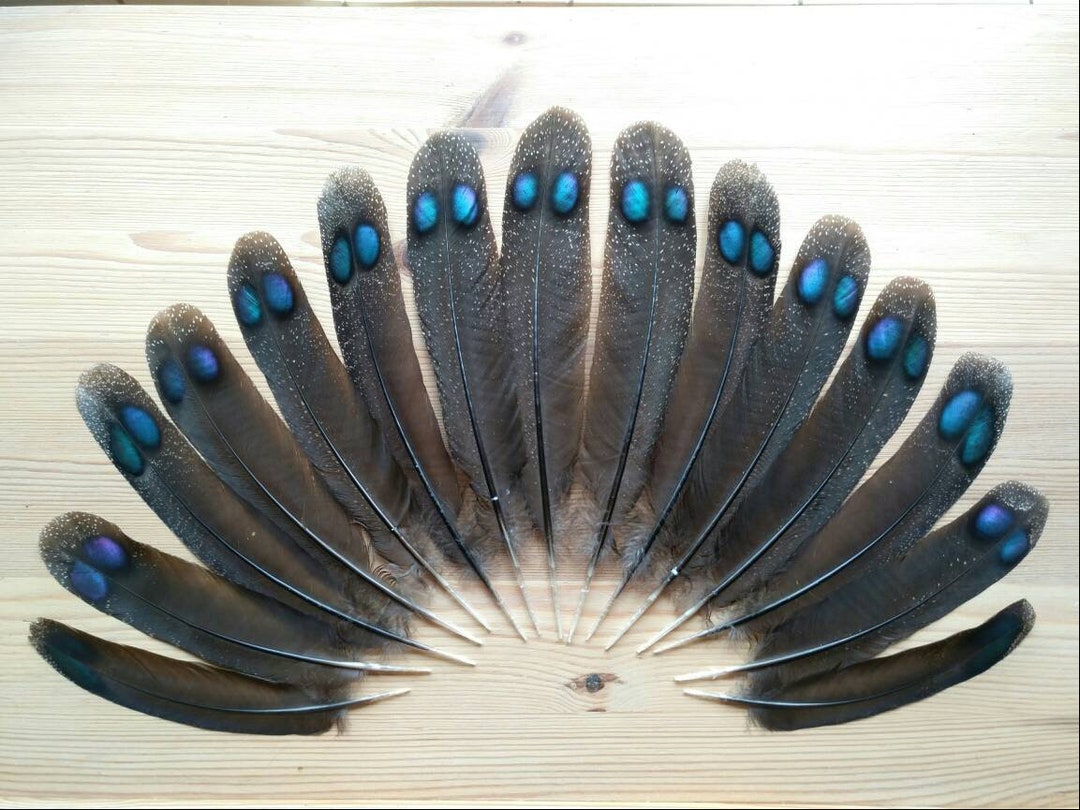 Rare Female Peacockpheasant Tailfeathers. Ethically Sourced From Molt ...