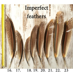 Great Argus Pheasant Primary Wing Feathers. Ethically Sourced, Cleaned ...
