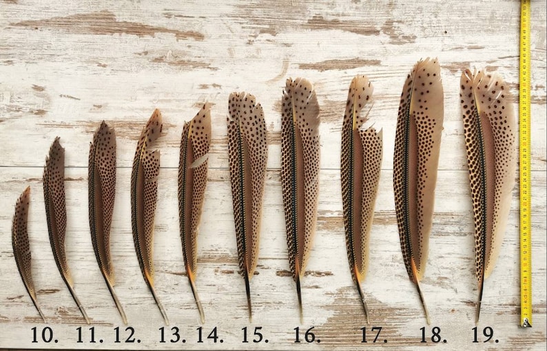 Great Argus Pheasant Primary Wing Feathers. Ethically Sourced - Etsy