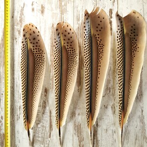 Great Argus Pheasant Primary Wing Feathers. Ethically Sourced, Cleaned ...