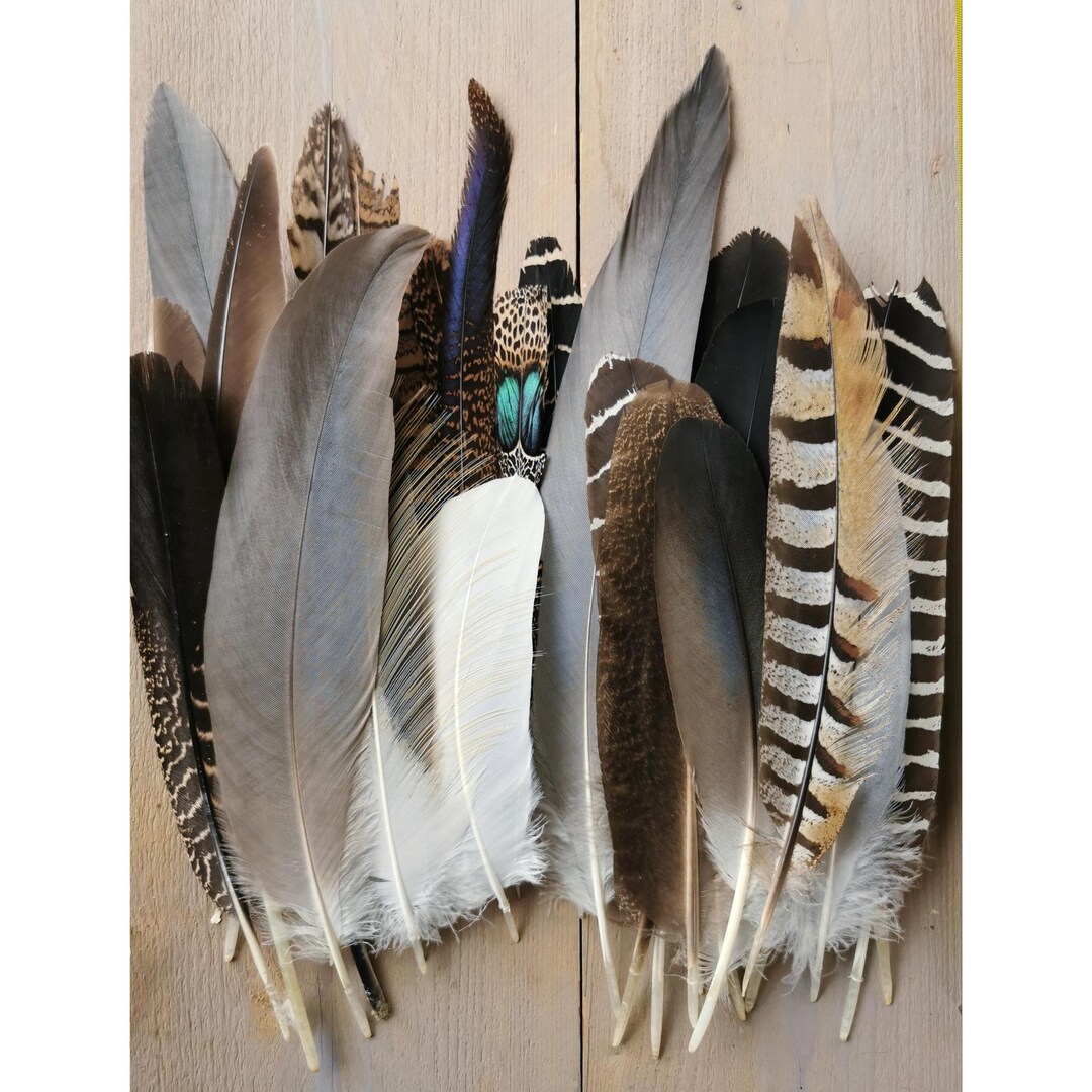 Set of 30 Medium/large Rare and Unusual Feathers. Some of Them With ...