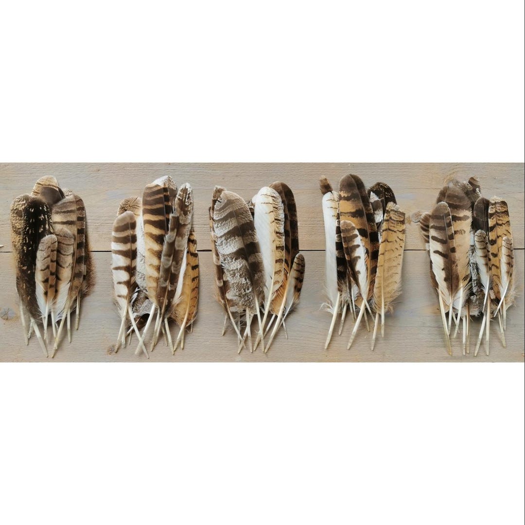 Owl Imperfect Feather Set of 13 Feathers. Ethically Sourced, Cleaned ...