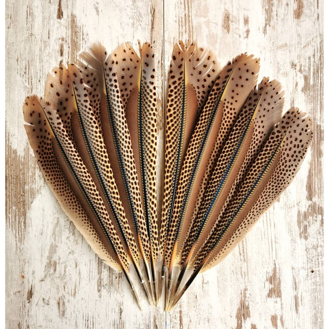 Great Argus Pheasant Primary Wing Feathers. Ethically Sourced - Etsy