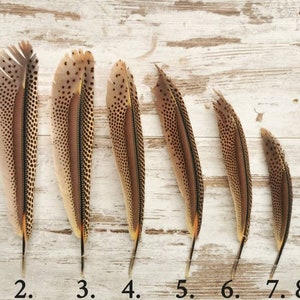 Great Argus Pheasant Primary Wing Feathers. Ethically Sourced - Etsy