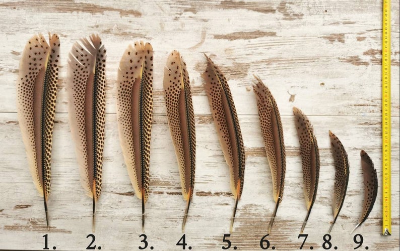 Great Argus Pheasant Primary Wing Feathers. Ethically Sourced - Etsy