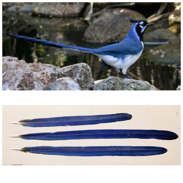 Blue Jay Feathers - Etsy