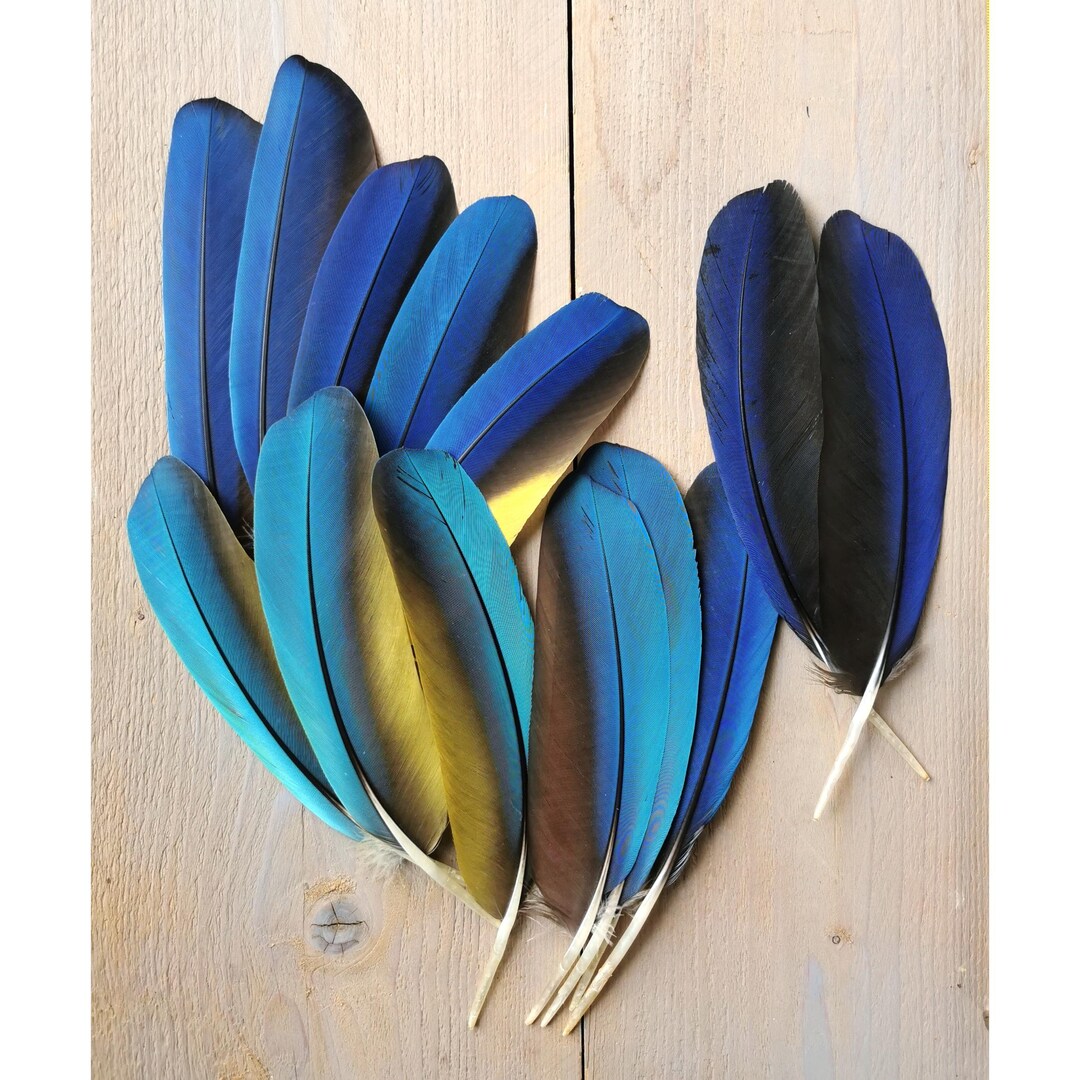 Set of 13 Primary Macaw Feathers. Mix of Buffons, Blue Yellow, Red and ...