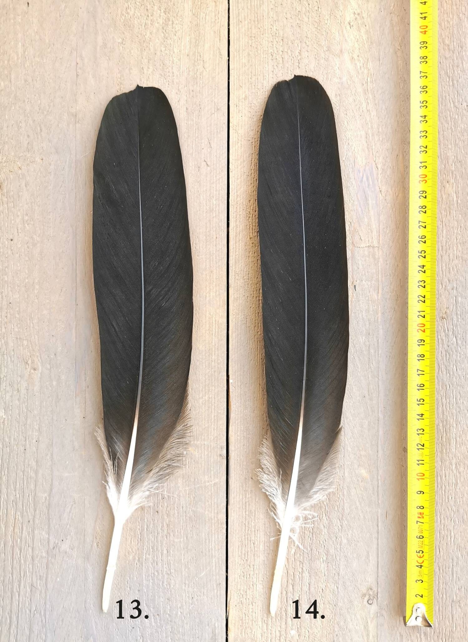 Rare Maguari Stork Feathers. South American Bird. Ethically - Etsy